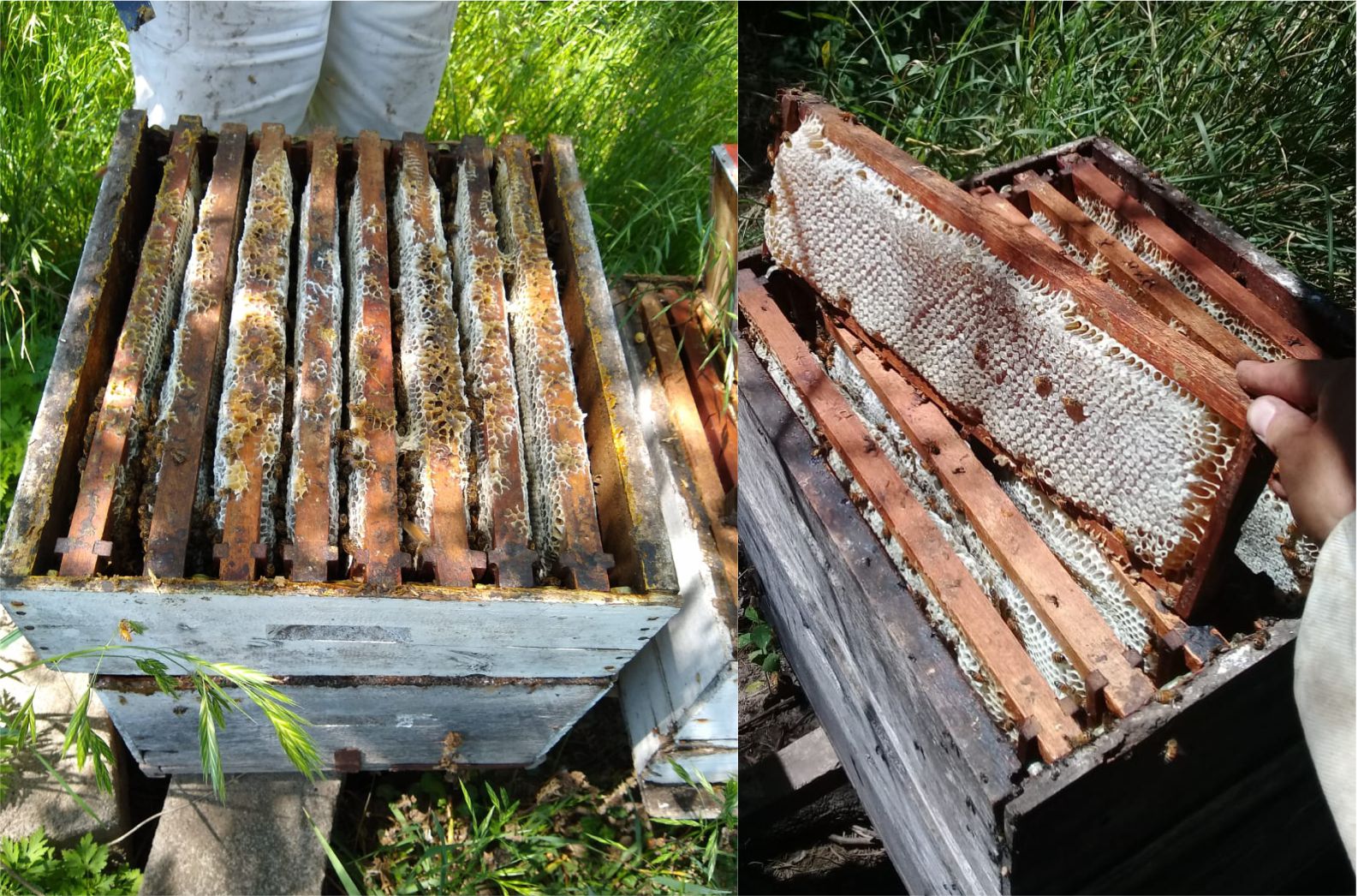 TRAZABILIDAD – Apícola María Juana